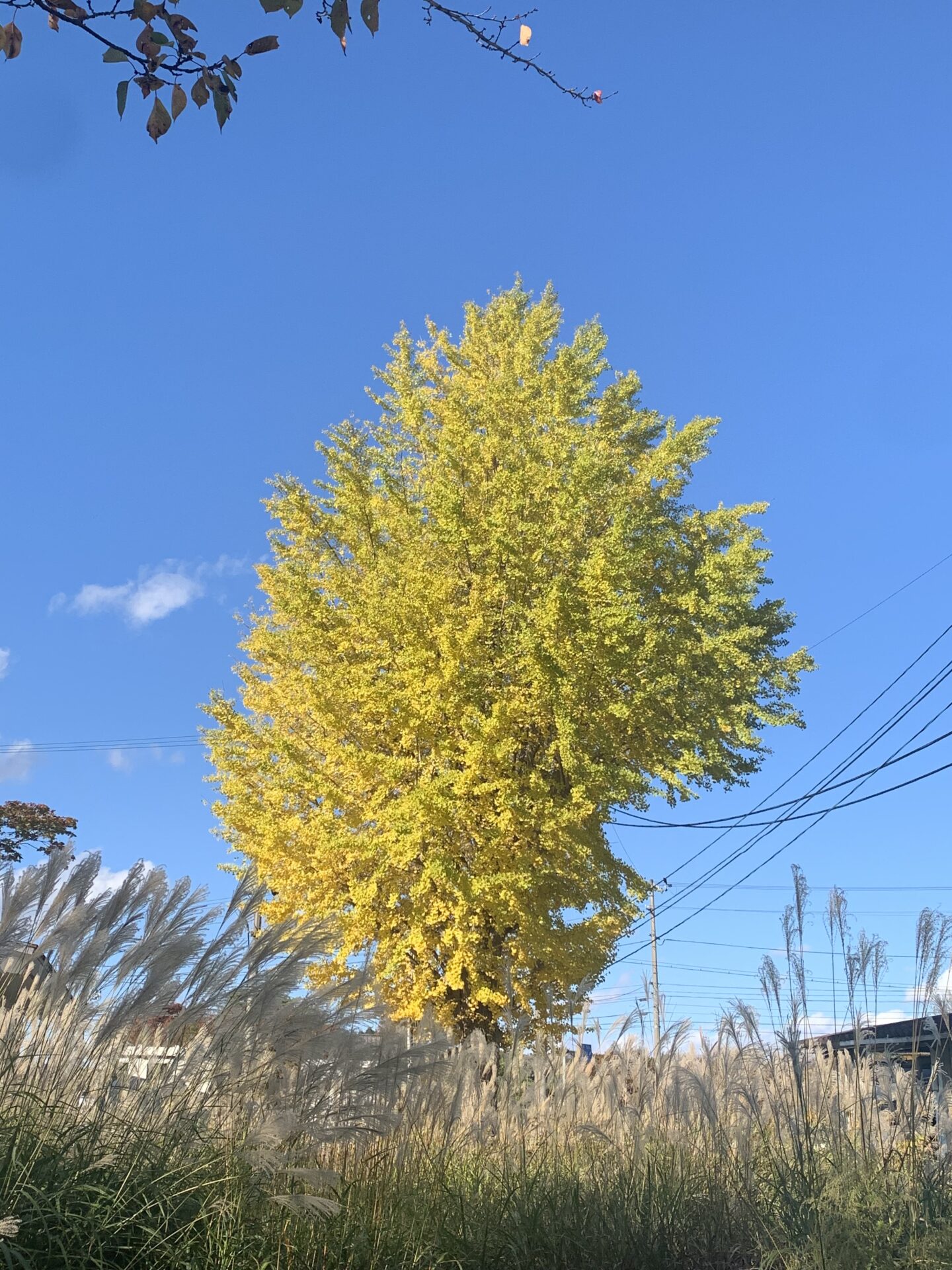 「西の桜並木」周辺の紅葉情報1031 白い森おぐに通信 山形県小国町観光ガイド Ogumogu（おぐもぐ）